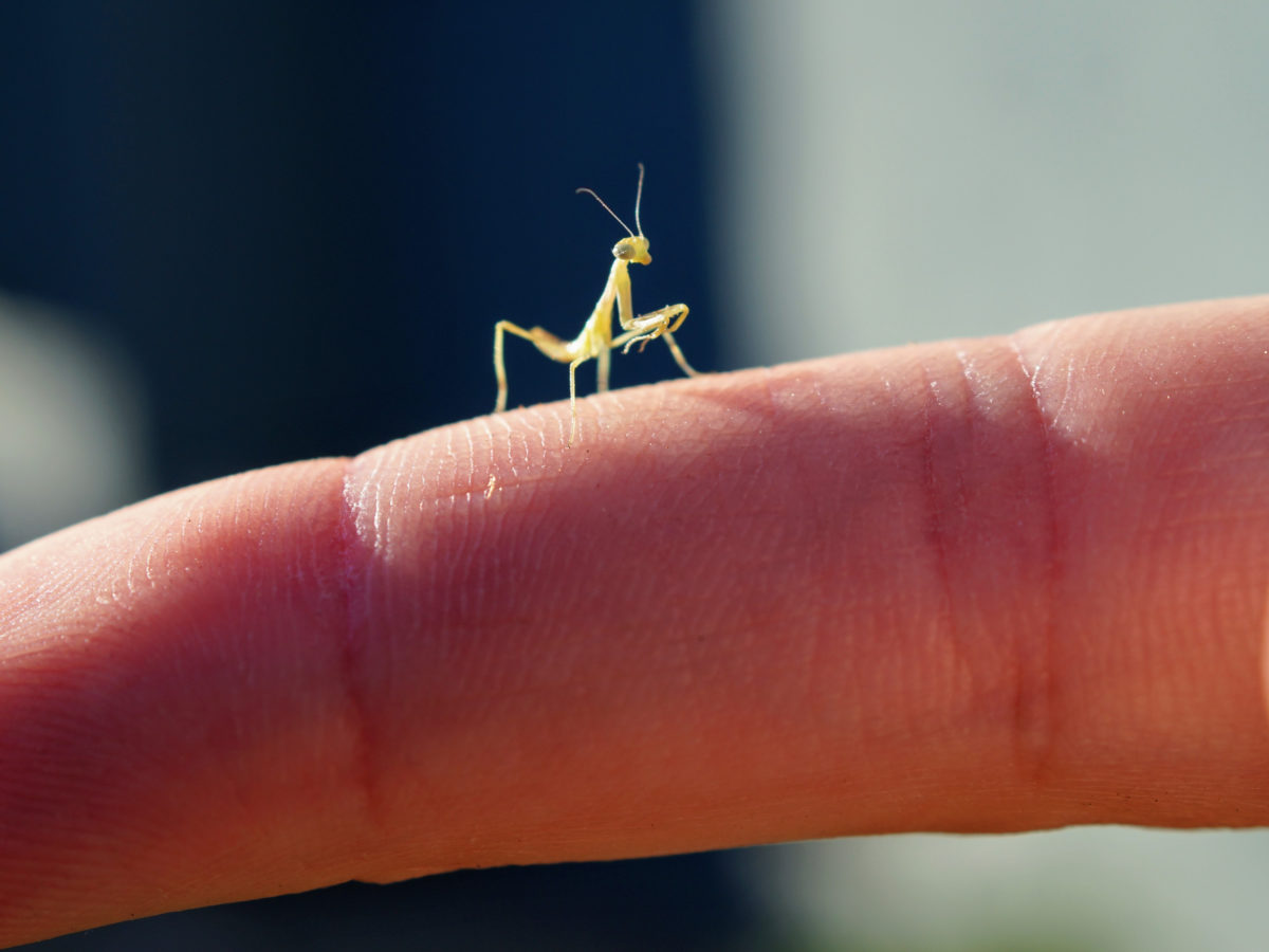 The Top 5 Smallest Insects Alive