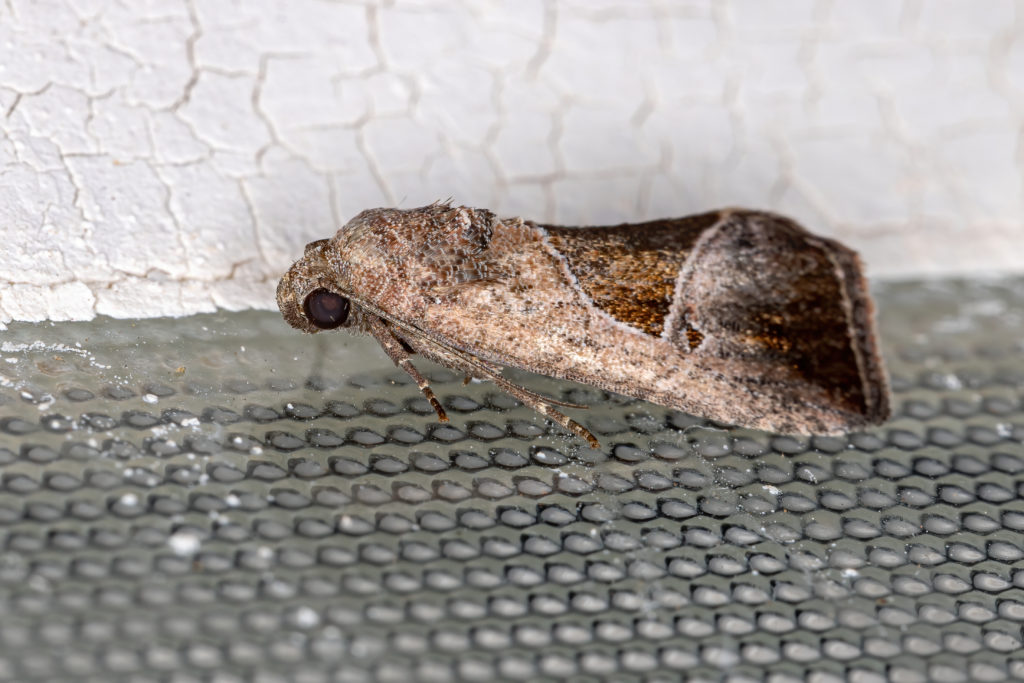 The Top 5 Smallest Insects Alive