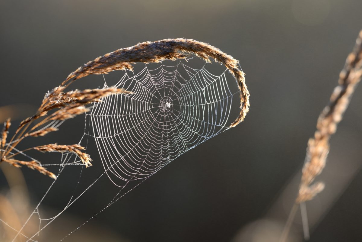 Different Kinds of Spider Webs