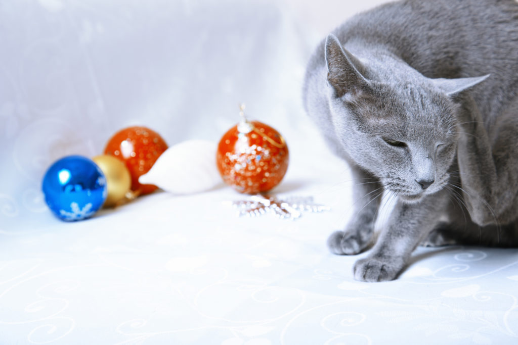 The 12 Pests of Christmas
