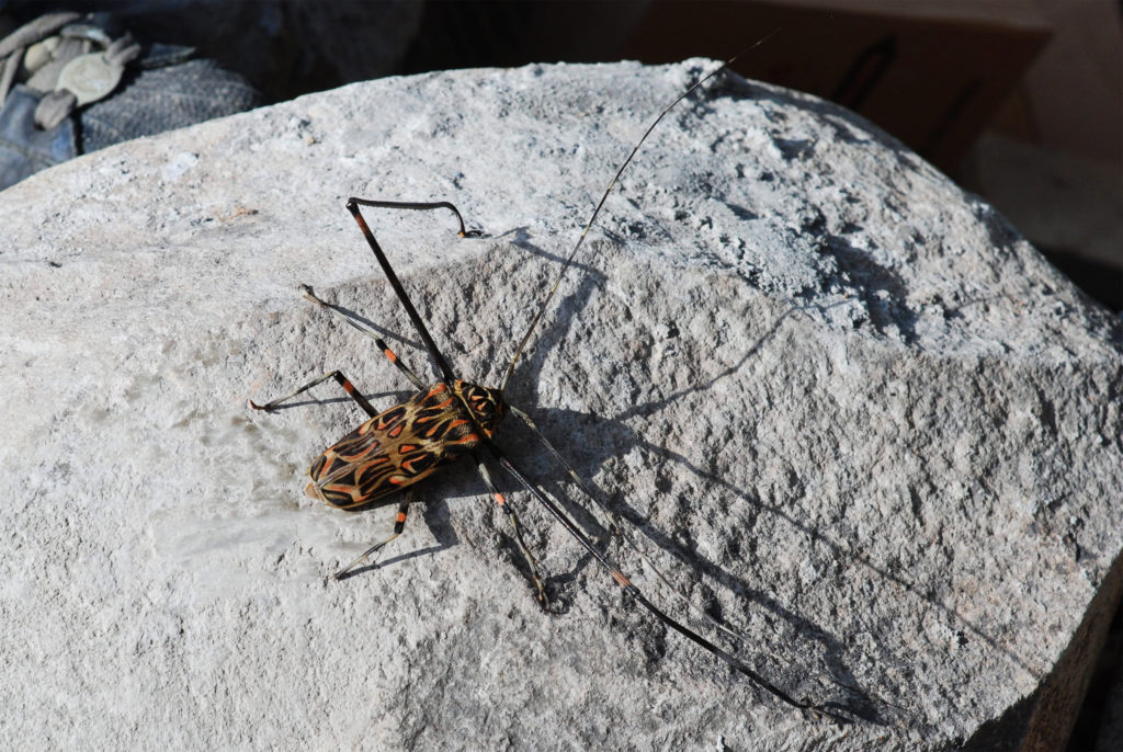 The Iconic Insects of Indiana Jones and the Temple of Doom