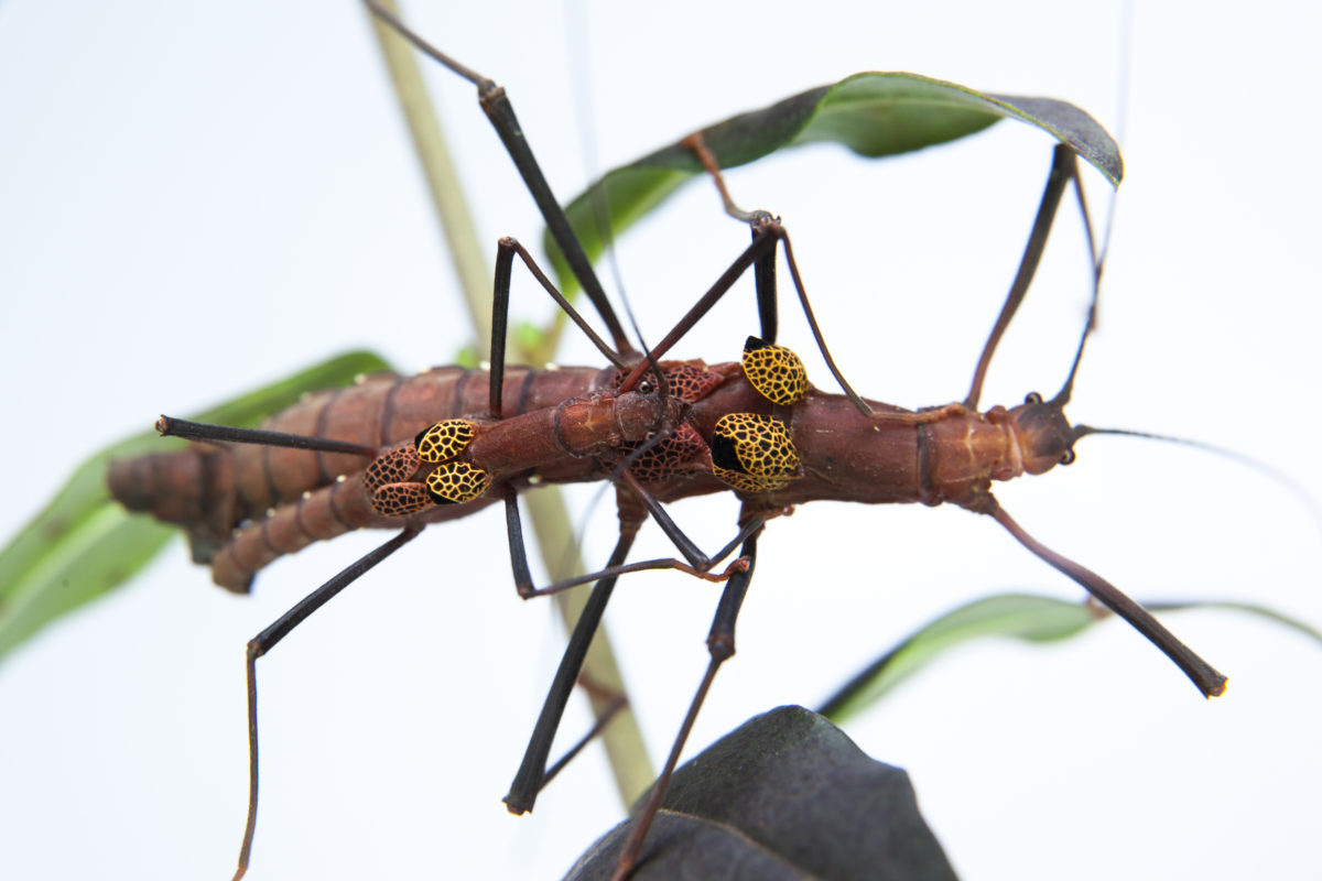 The Iconic Insects of Indiana Jones and the Temple of Doom