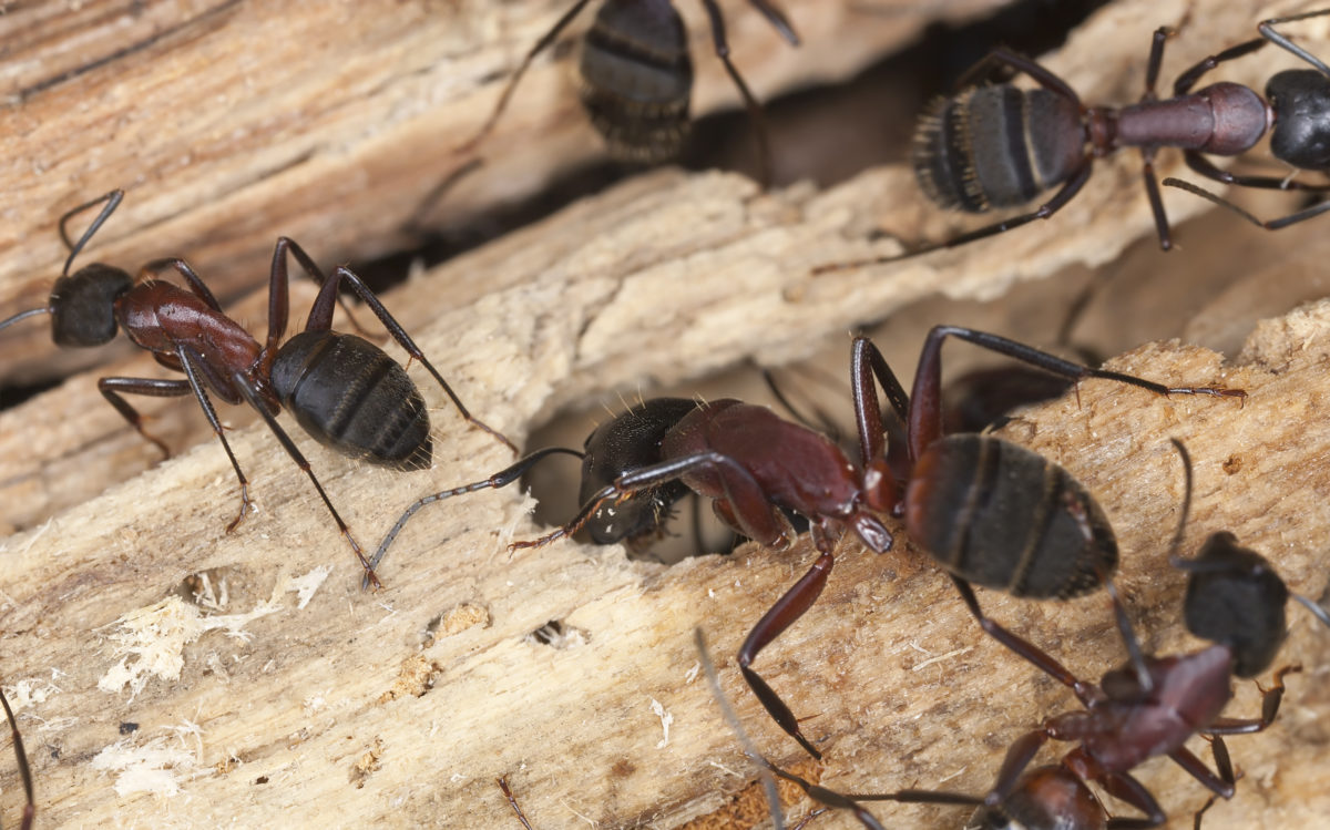 Ants, Ants, and More Ants: The Most Common Ants that are Pests