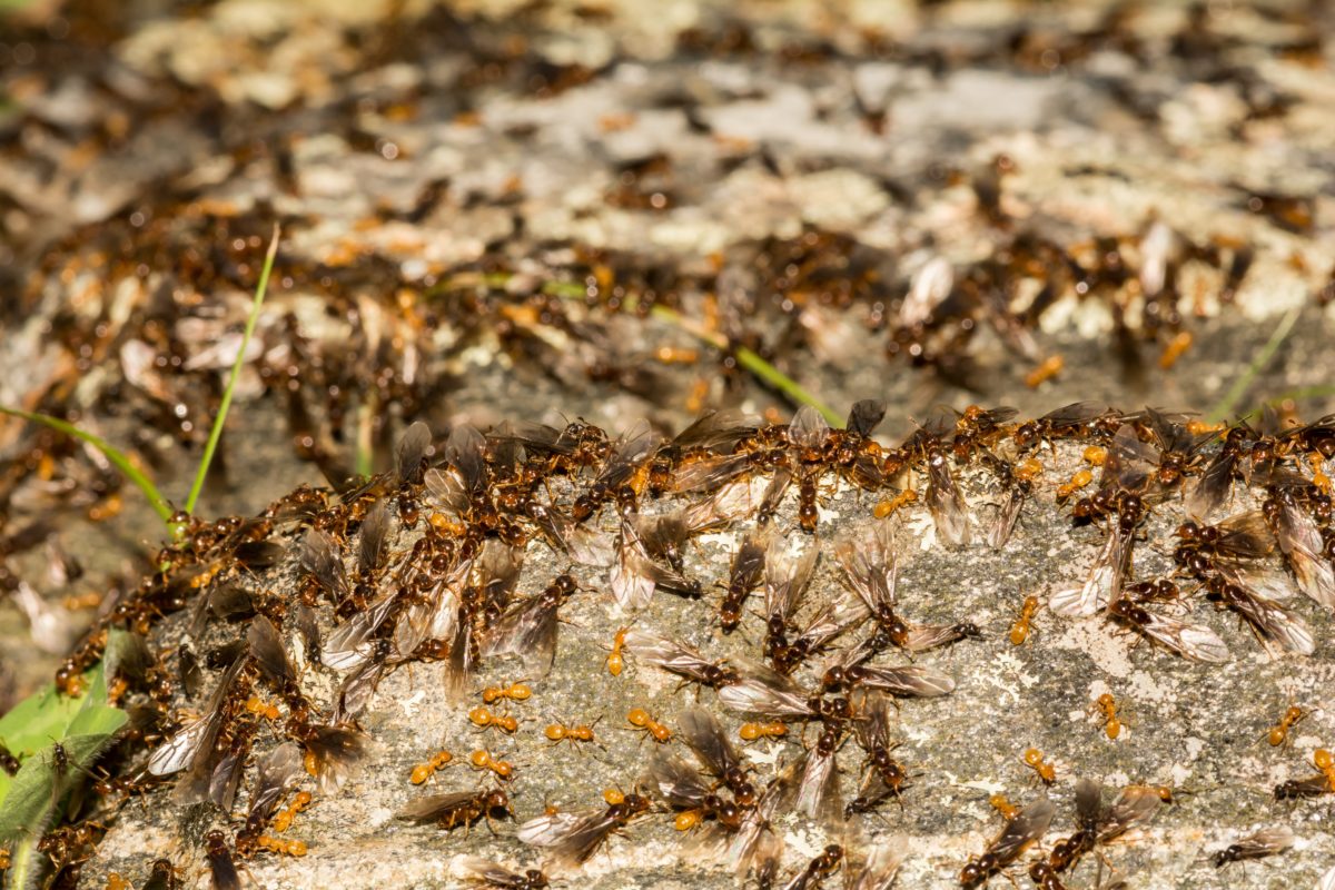 Ants, Ants, and More Ants: The Most Common Ants that are Pests