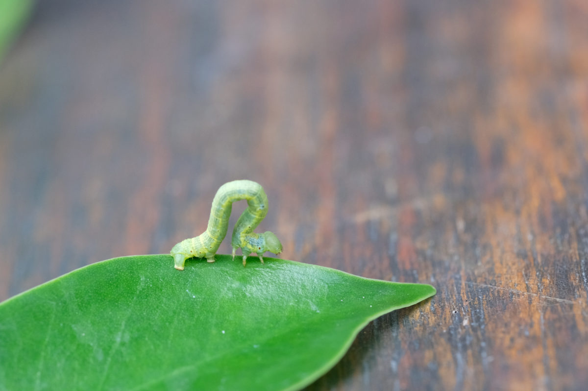 Inchworms vs. Earthworms vs. Centipedes vs. Millipedes