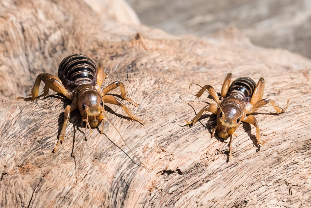 Potato Bugs: What Are They, Really?