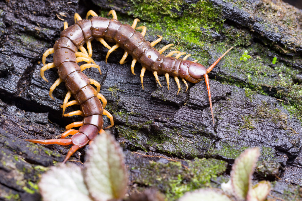 Inchworms vs. Earthworms vs. Centipedes vs. Millipedes