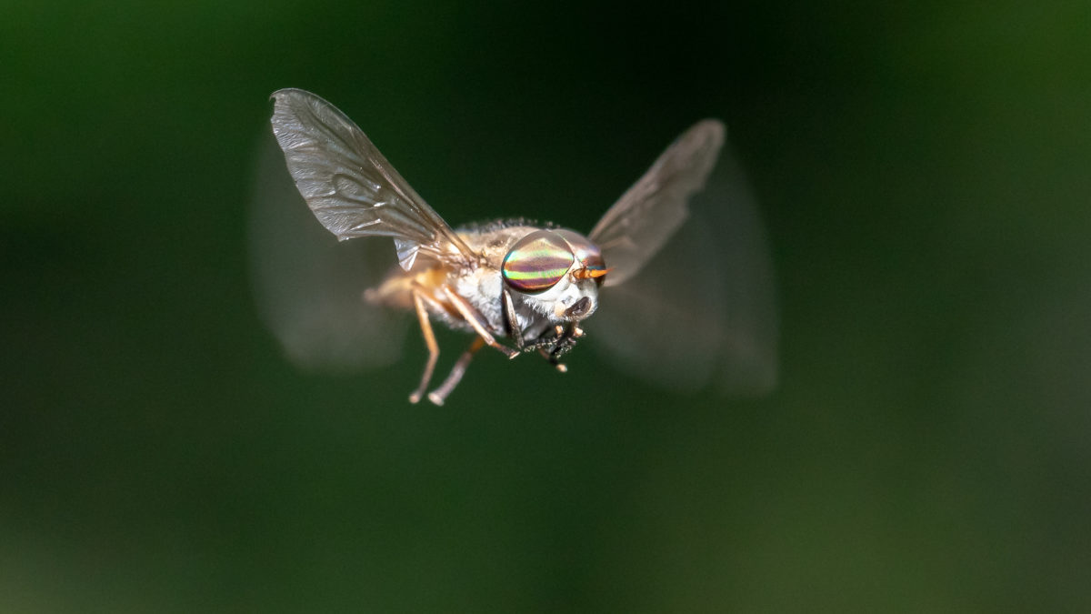 Why Are Pests Attracted to Certain Colors?
