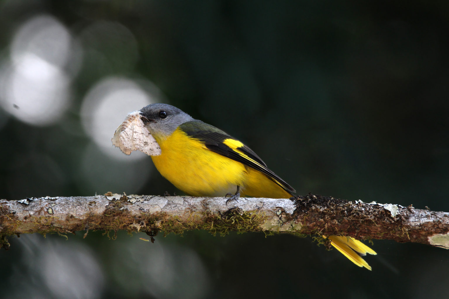 The Myriad Modes of Moths