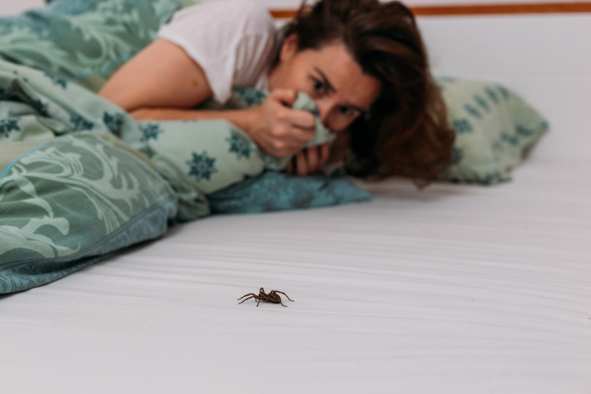 5 Spider Myths & Why They are False