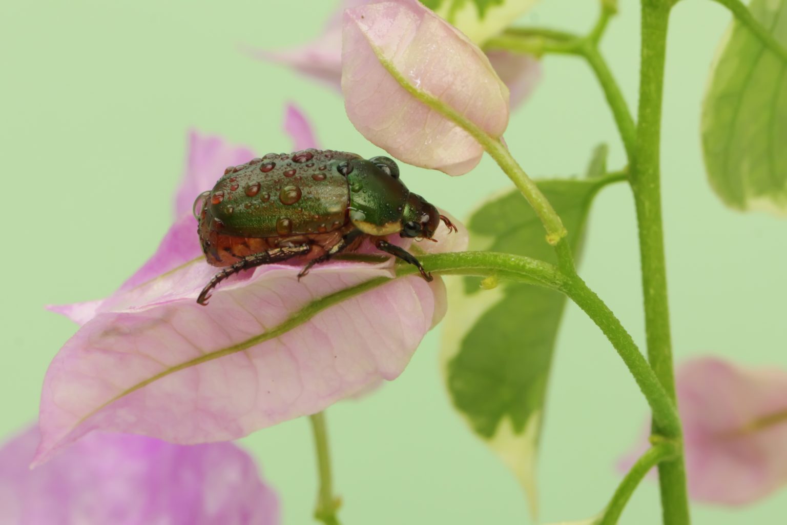 The Shiny World of Green June Beetles