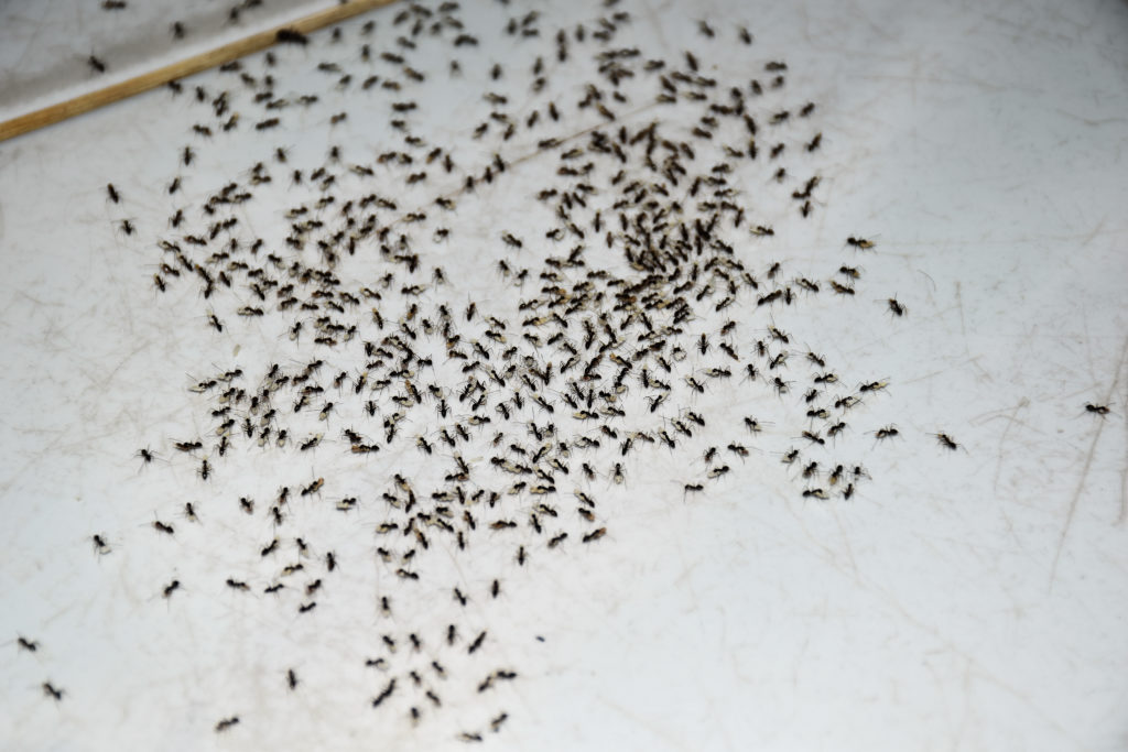 From Carpenter Bees to House Ants: What’s Invading Your Home? Part 2