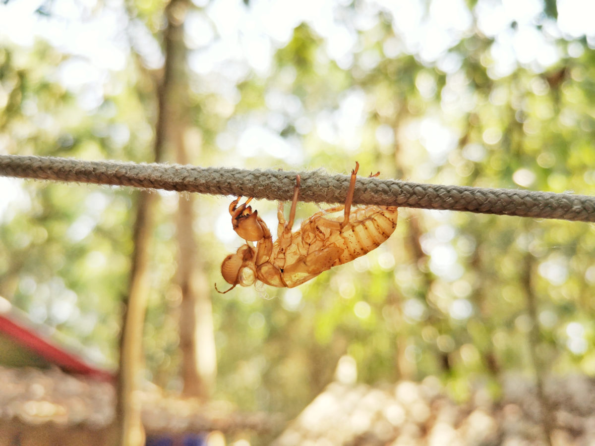 10 Clear Signs of a Pest Problem