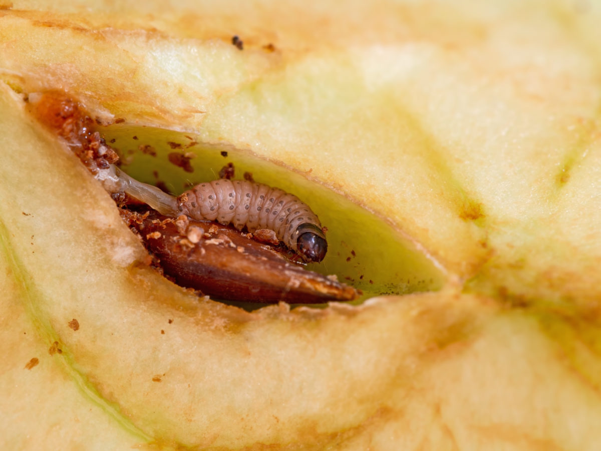The Apple-Loving Pests of Fall