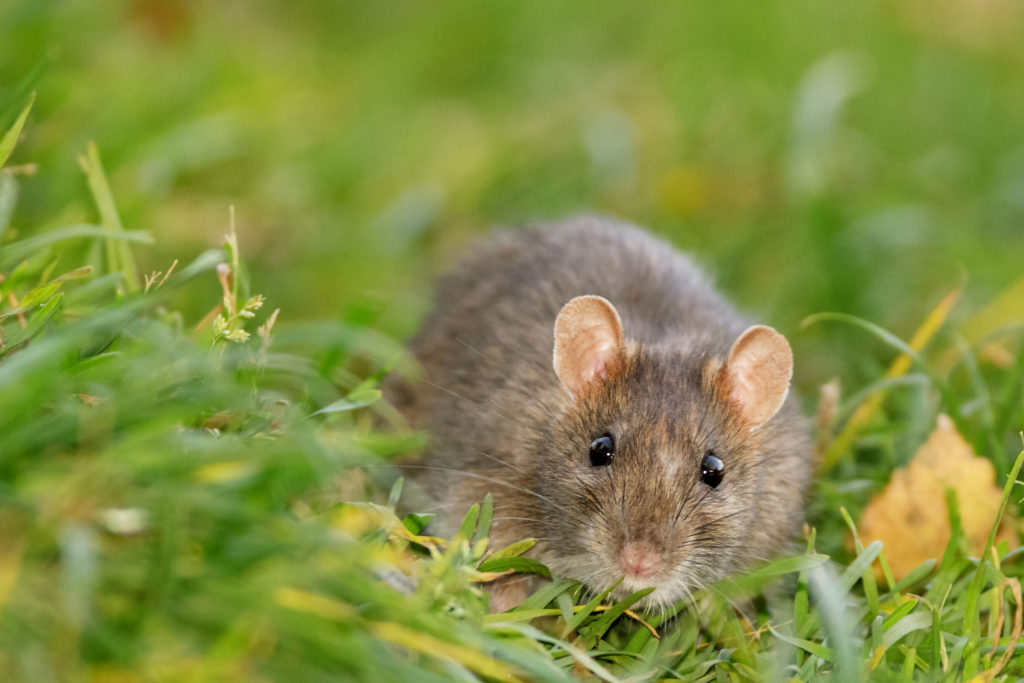 5 Common Fall Pests and How to Prevent Them