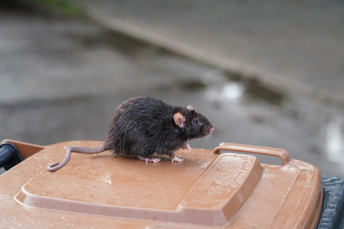 5 Common Fall Pests and How to Prevent Them