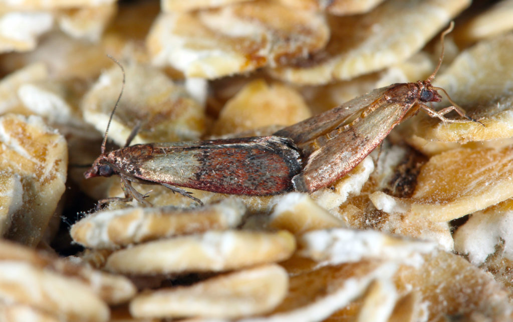 A Guide to the World of Pantry Pests and Effective Food Storage