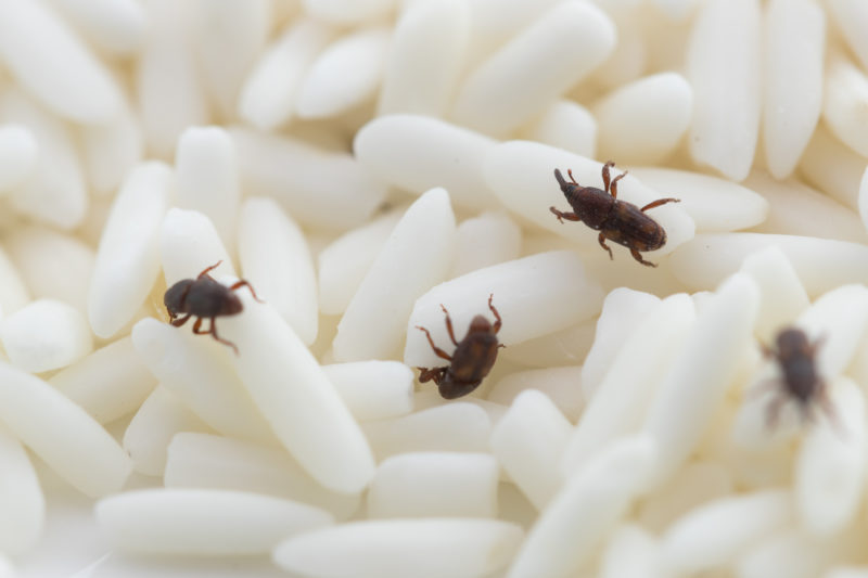 A Guide to the World of Pantry Pests and Effective Food Storage