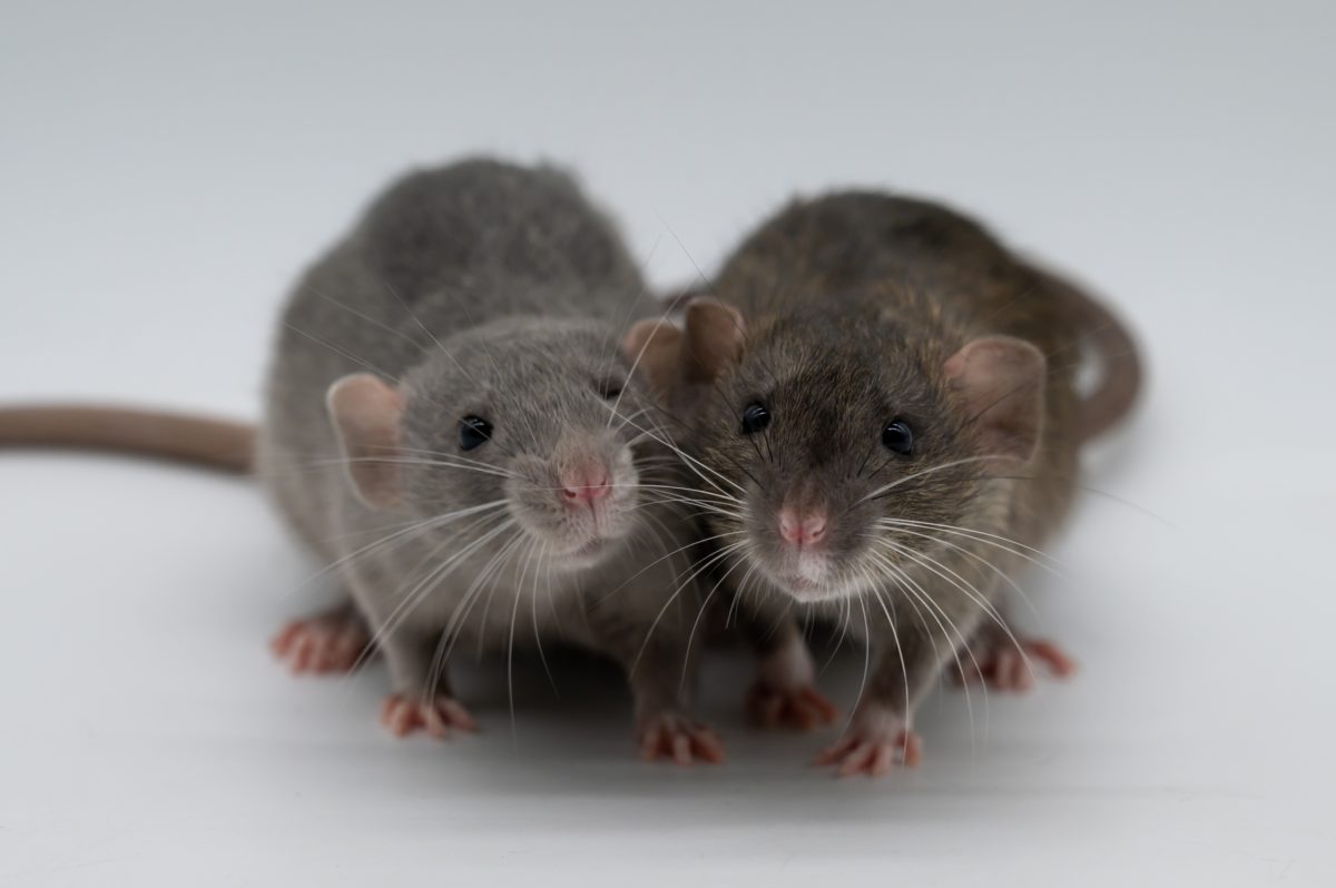 The Fascinating Facts and Fallacies of Rats in Ratatouille: Part 2