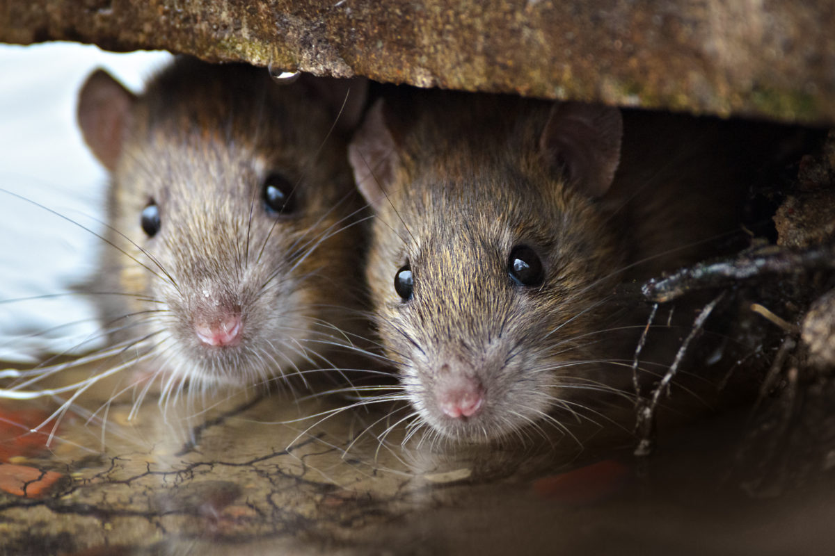 The Fascinating Facts and Fallacies of Rats in Ratatouille: Part 1
