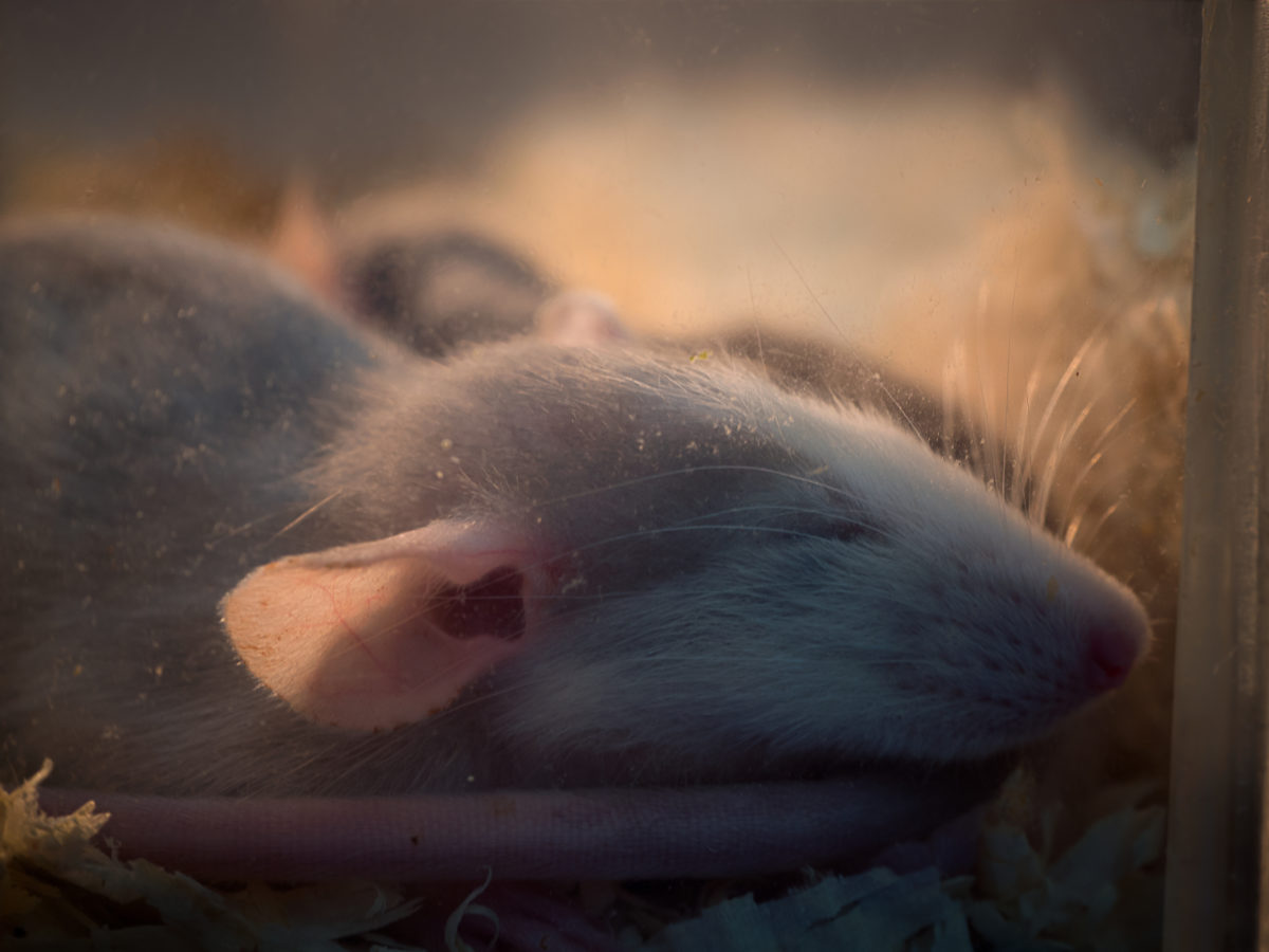 The Sleeping Habits of Pests