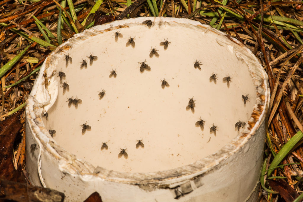 The Dreary Life of Drain Flies