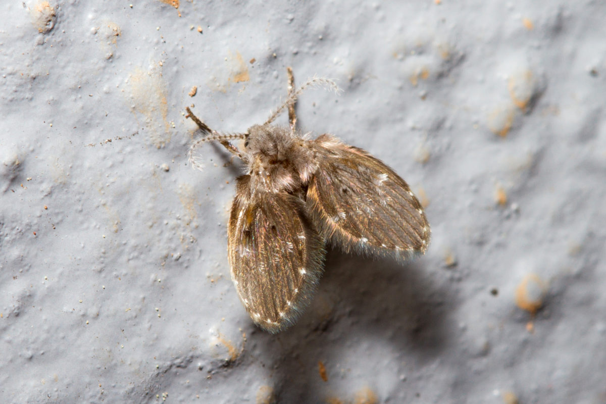 The Dreary Life of Drain Flies
