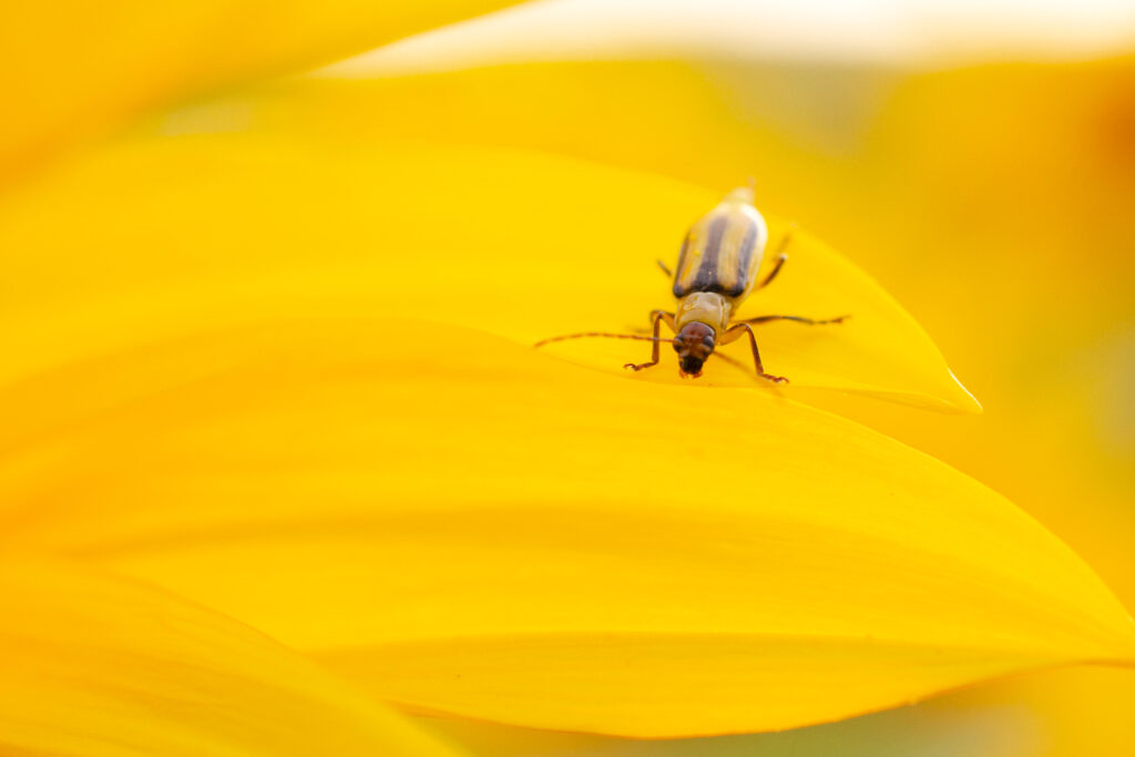 5 Sunny Sunflower Pests
