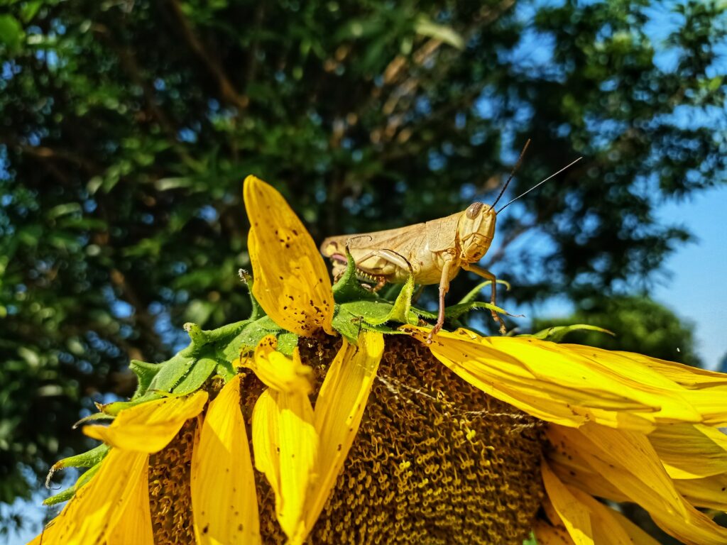 5 Sunny Sunflower Pests