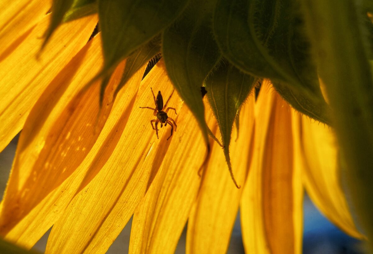 5 Sunny Sunflower Pests