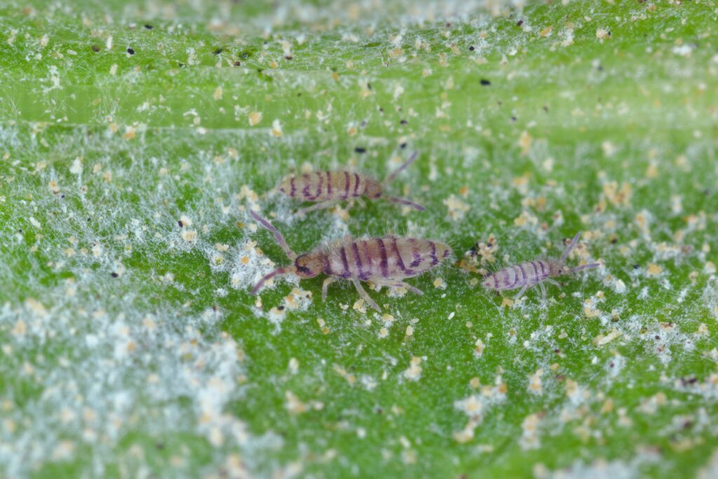 Pests That Love Overwatered Plants