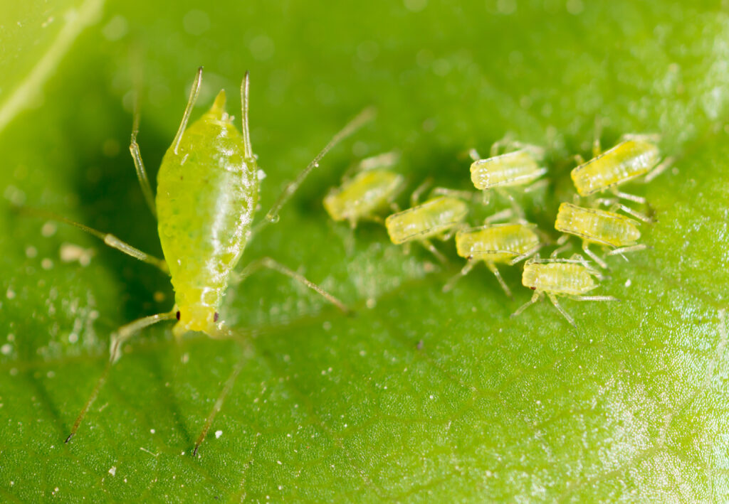 How Do Insects Produce Offspring?