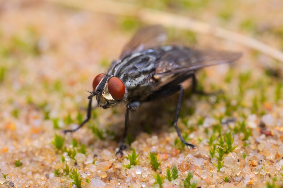How Do Insects Produce Offspring?