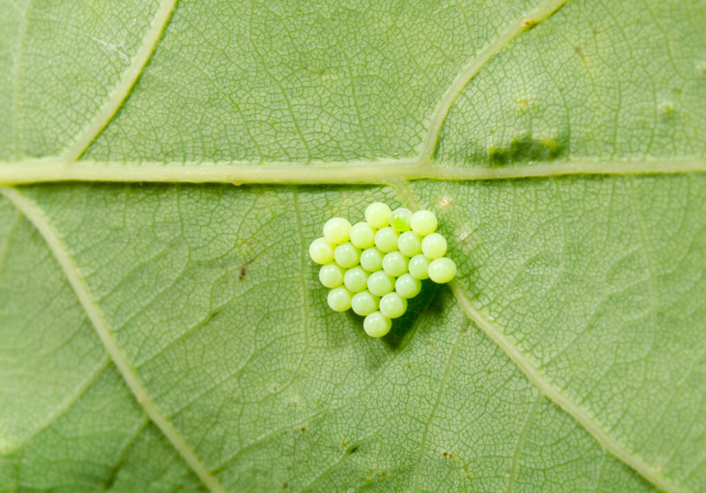 How Do Insects Produce Offspring?