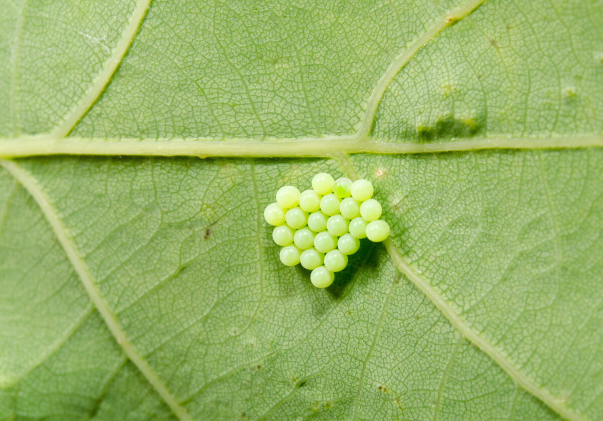 How Do Insects Produce Offspring?