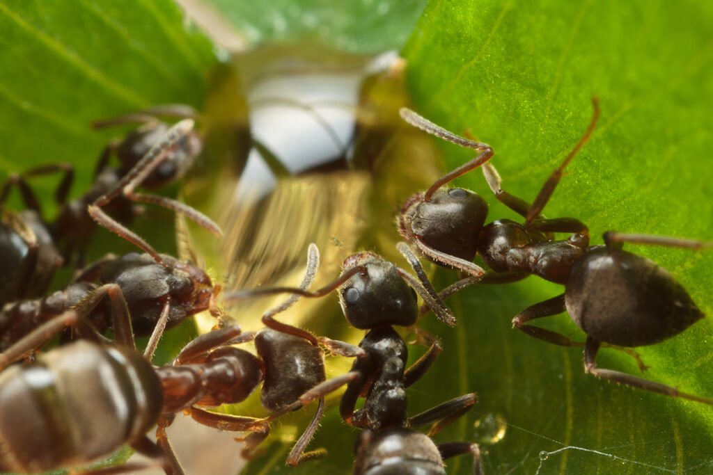 The Monstrous Roles of Pests in Science Fiction