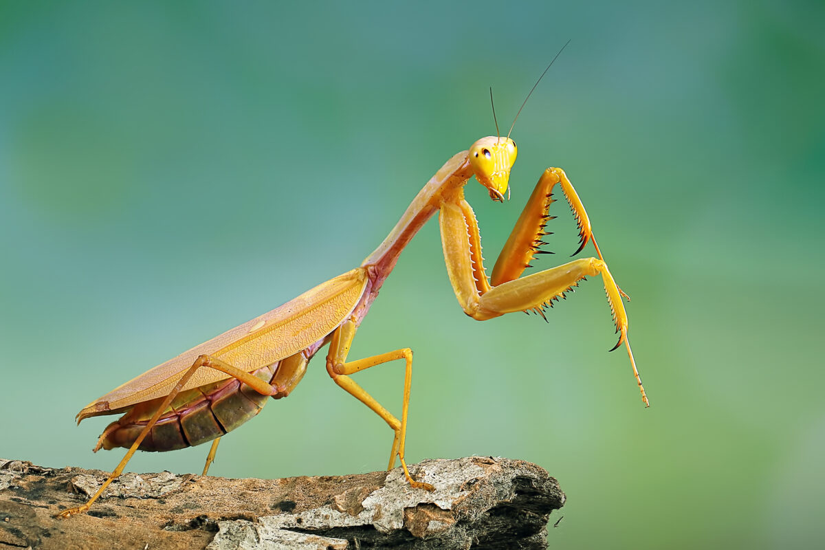 The Monstrous Roles of Pests in Science Fiction