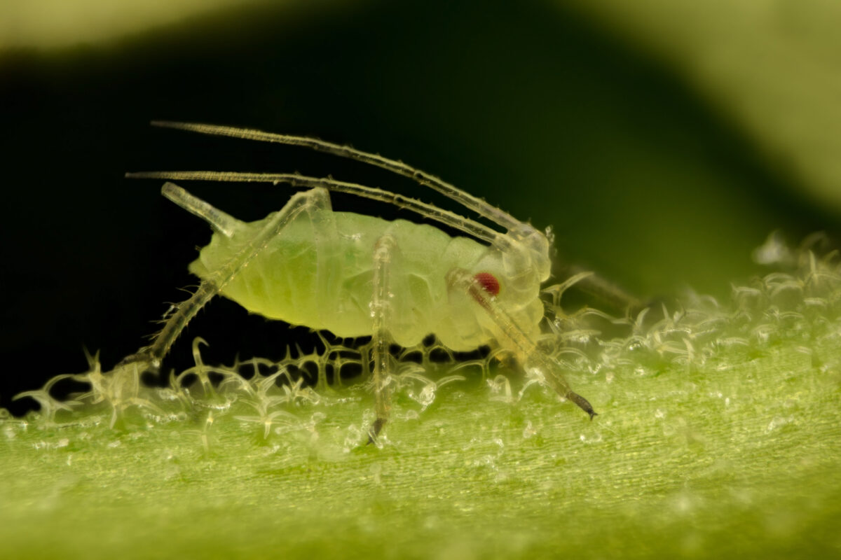 5 Common Orange Tree Pests