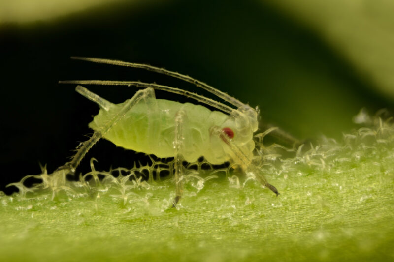 5 Common Orange Tree Pests
