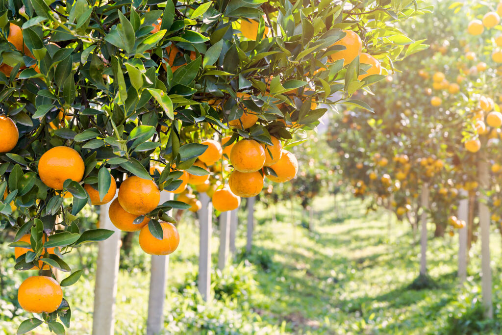 5 Common Orange Tree Pests