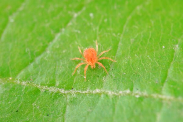 5 Common Orange Tree Pests