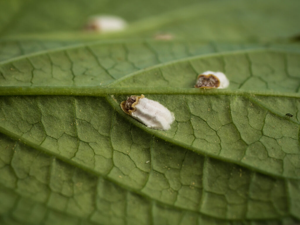 5 Common Orange Tree Pests