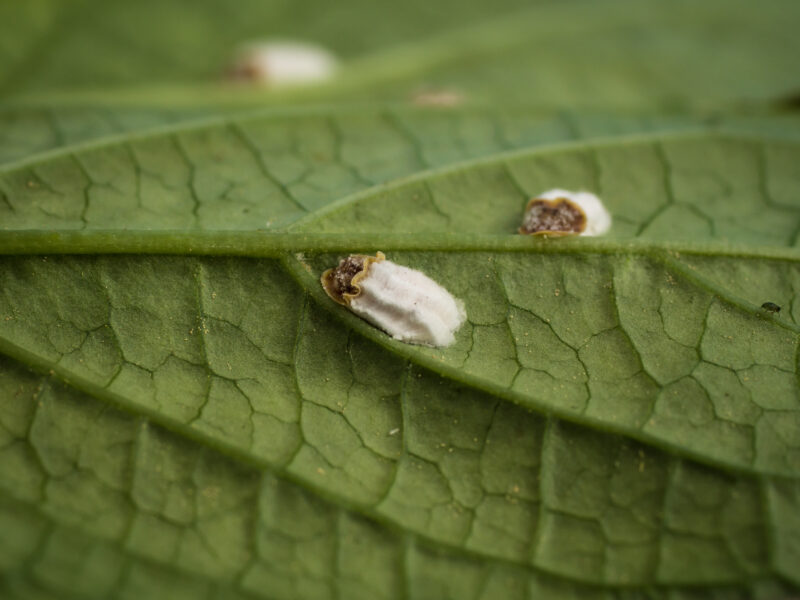 5 Common Orange Tree Pests