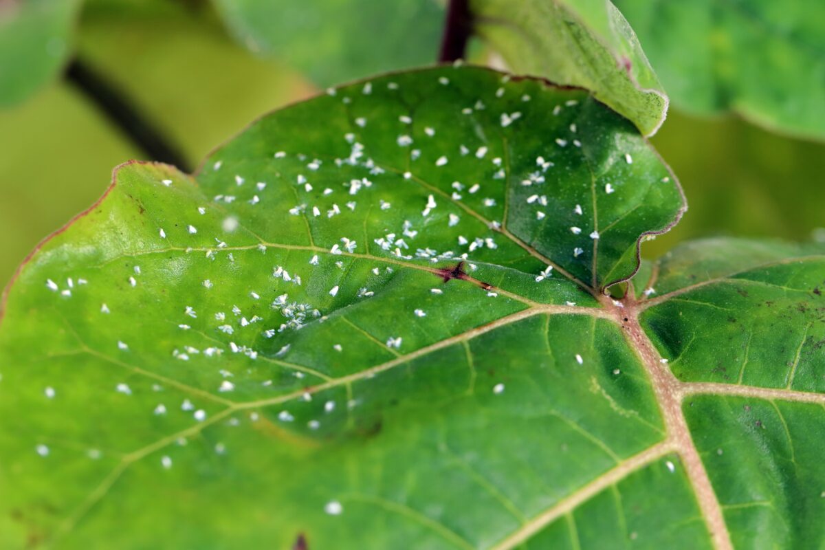 5 Common Orange Tree Pests