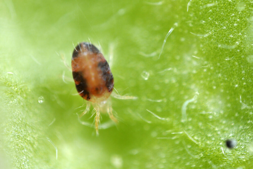 6 Sinister Strawberry Pests