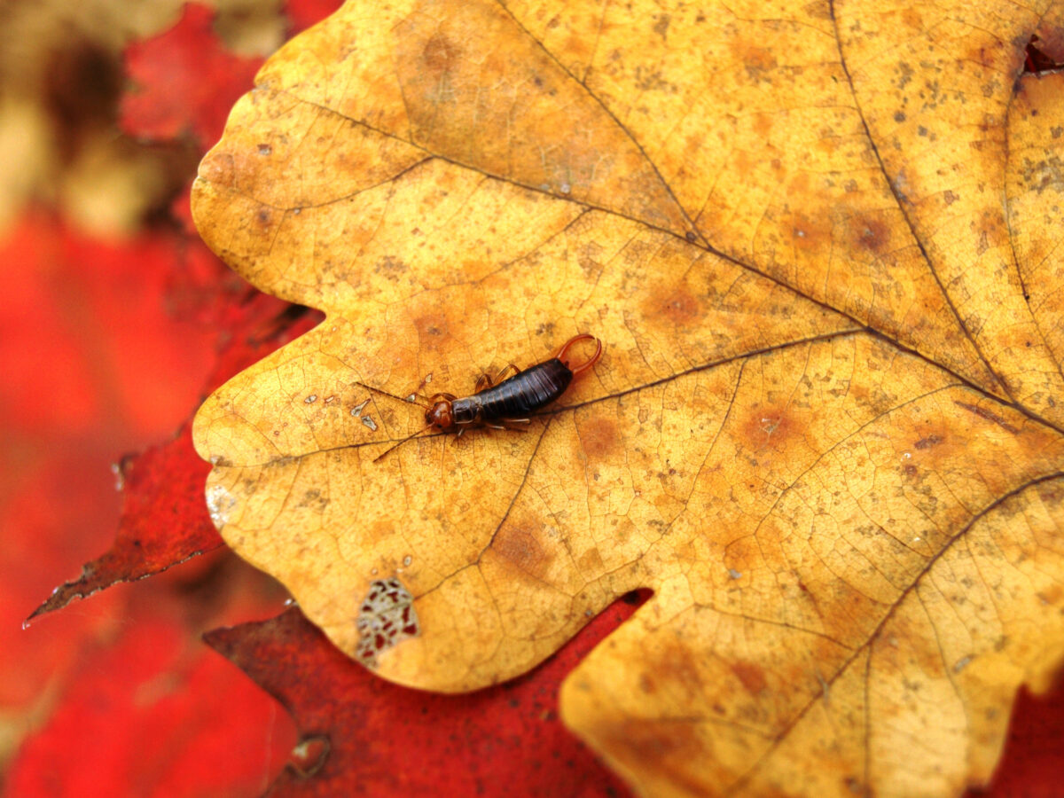 5 Pests Commonly Found in Leaf Piles