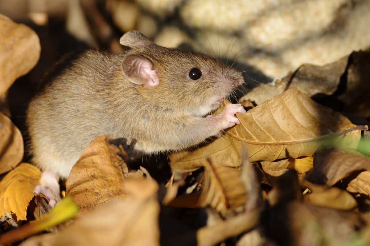 5 Pests Commonly Found in Leaf Piles