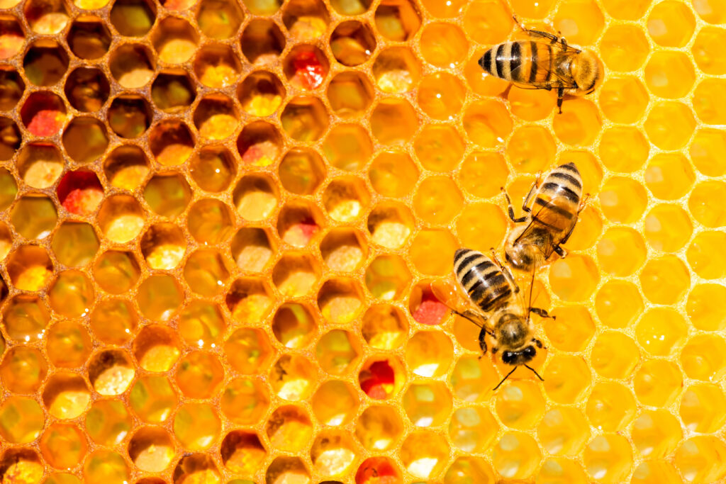 Earworm Worthy: A Brief Analysis of 5 Pest-Themed Songs