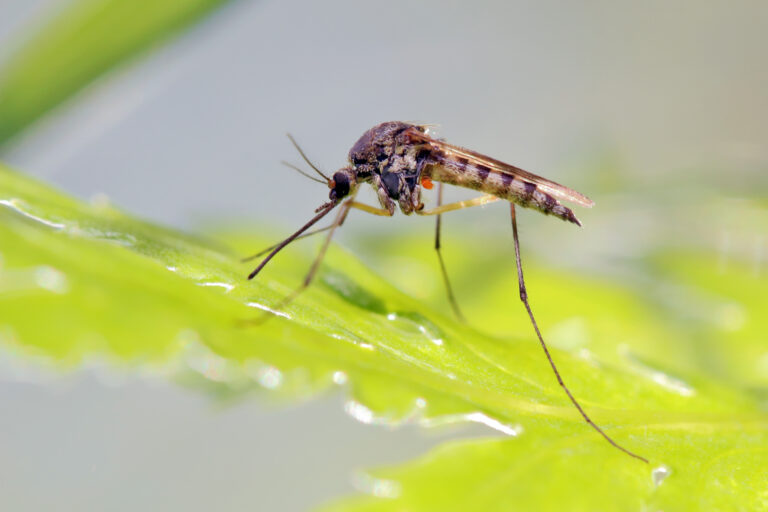 Front Porch View: How To Prevent Porch Light Pests