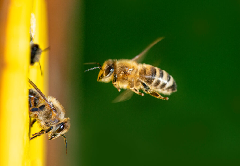 How The “Bee Guy” Saved An MLB Game From A Honey Bee Swarm